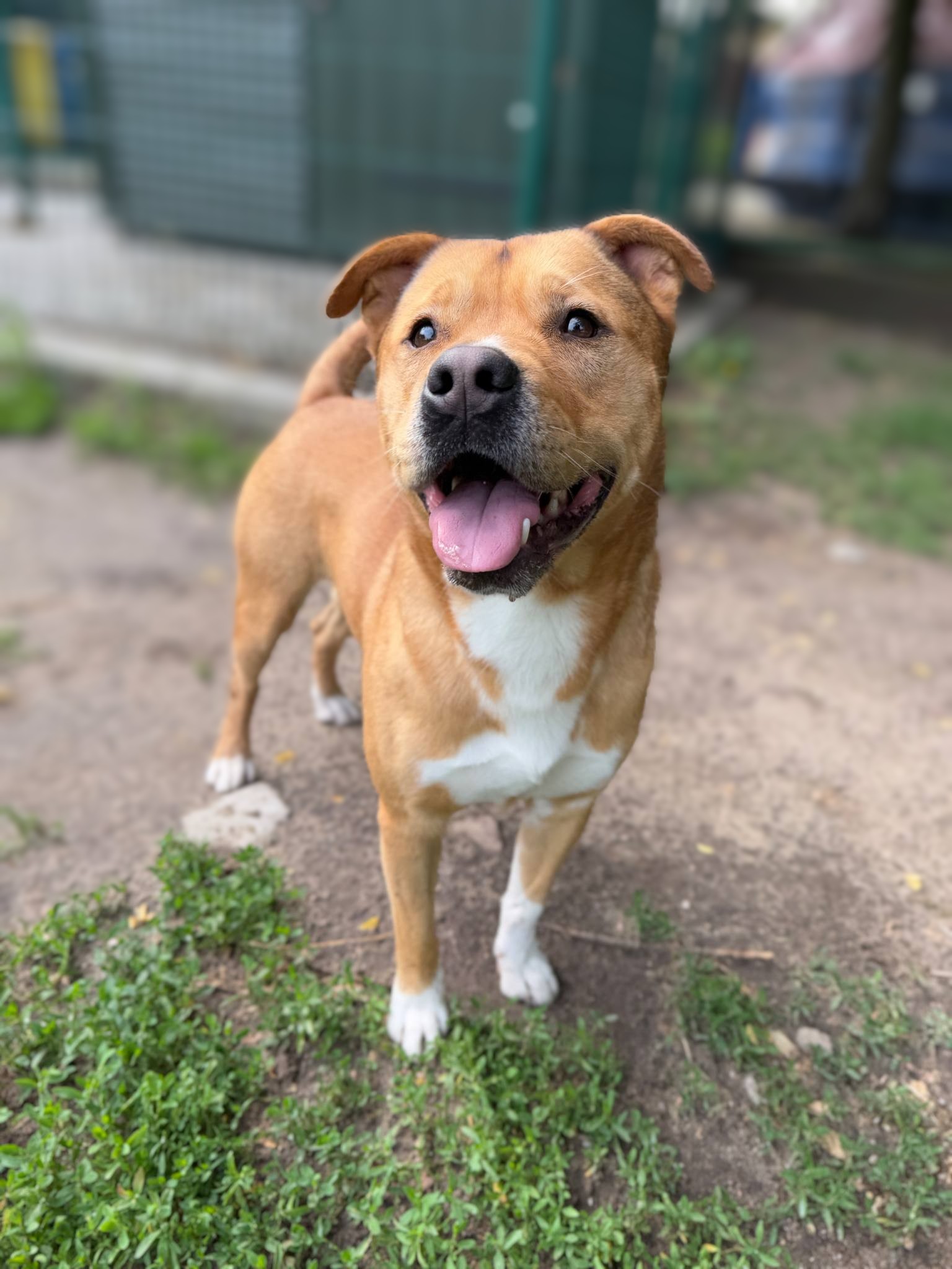 Messenger_creation_A8E6CBC6-7C91-498D-8FF0-3B0C2DFDFD8B~2 – Schronisko ...